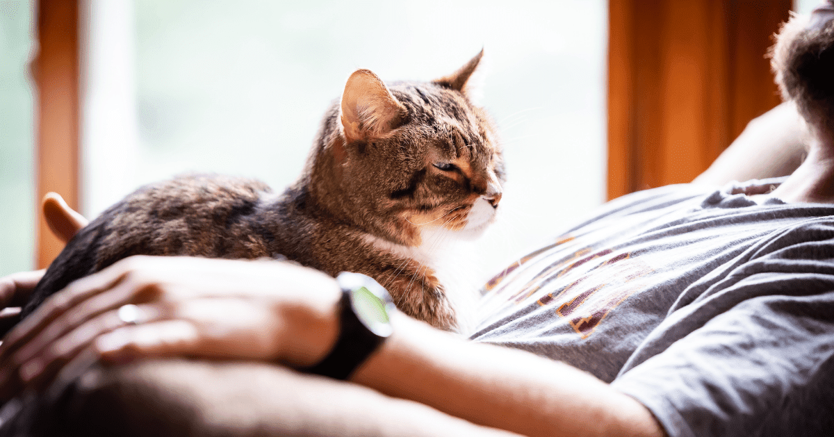 Does Your Cat Trust You? Watch for These Signs!